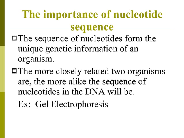 Chapter 12.2 dna replication | PPT