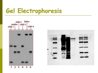 Chapter 12.2 dna replication | PPT