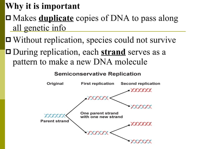 Chapter 12.2 dna replication | PPT