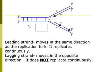 Chapter 12.2 dna replication | PPT