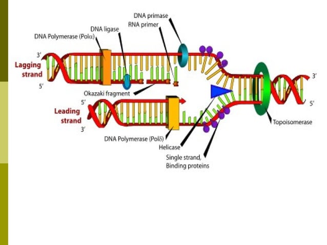 Chapter 12.2 dna replication | PPT
