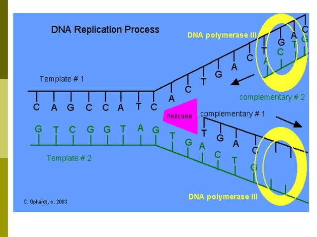 Chapter 12.2 dna replication | PPT