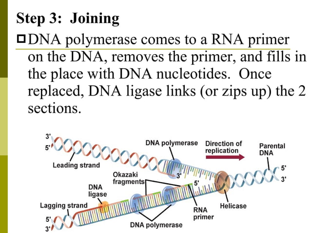 Chapter 12.2 dna replication | PPT