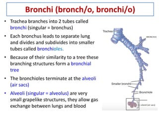 Chapter 12. Respiratory System.pdf