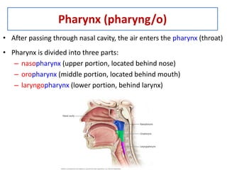 Chapter 12. Respiratory System.pdf