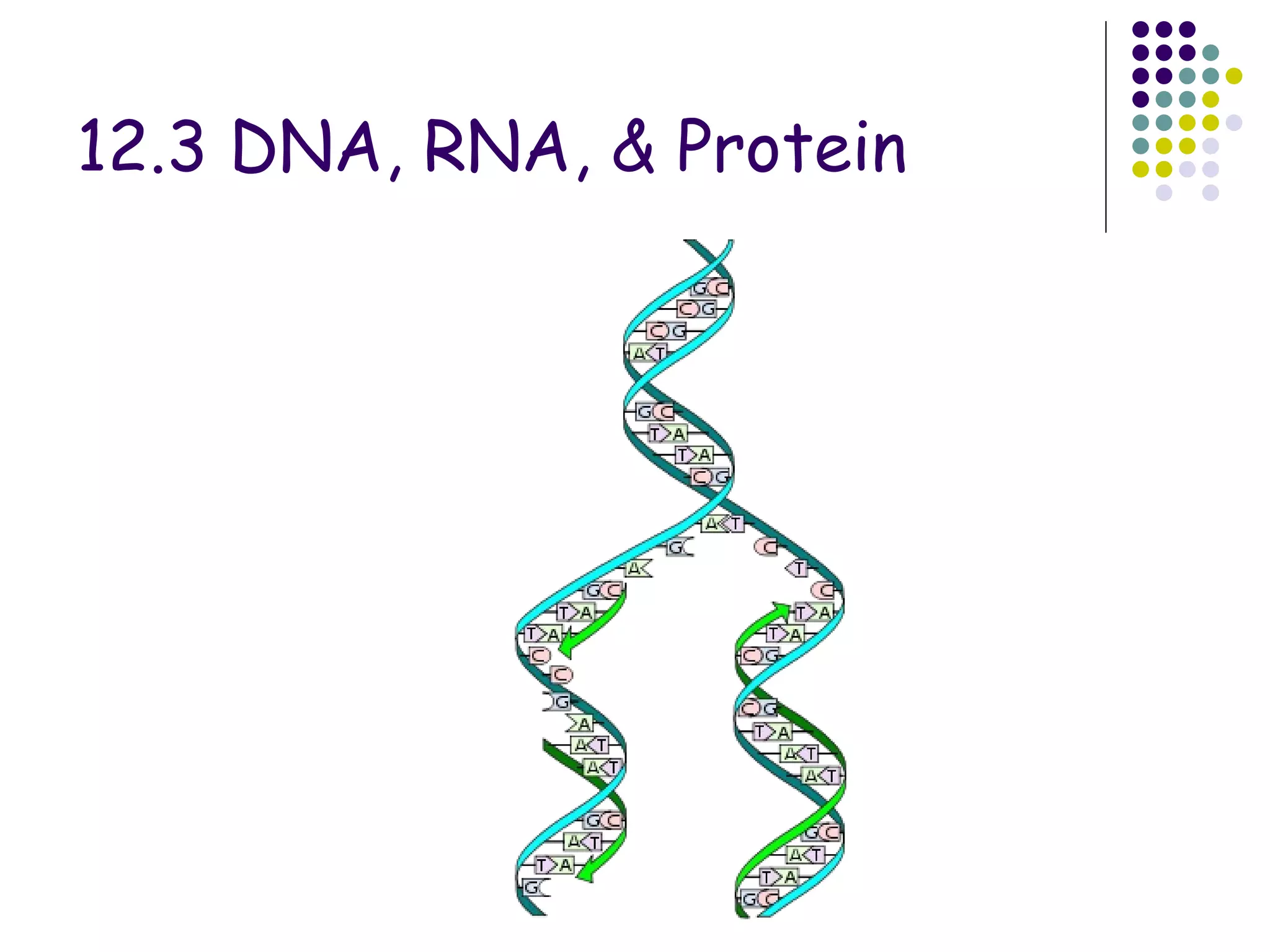 Chapter 12.3 dna,rna and protein | PPT