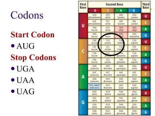 Chapter 12.3 dna,rna and protein | PPT