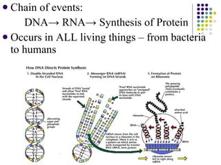 Chapter 12.3 dna,rna and protein | PPT