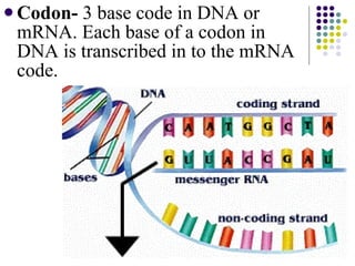 Chapter 12.3 dna,rna and protein | PPT