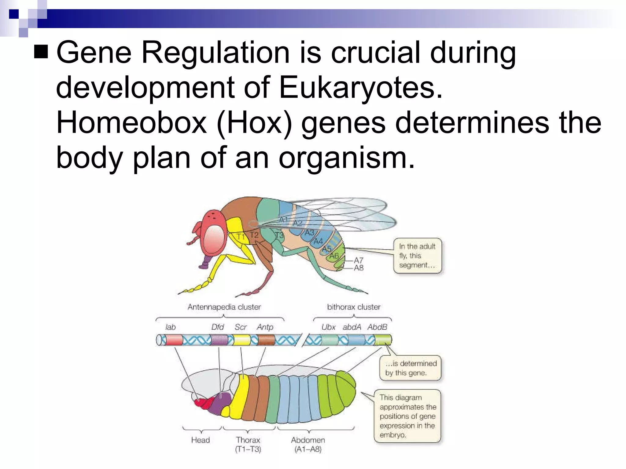Chapter 12.4 gene regulation & mutation | PPT