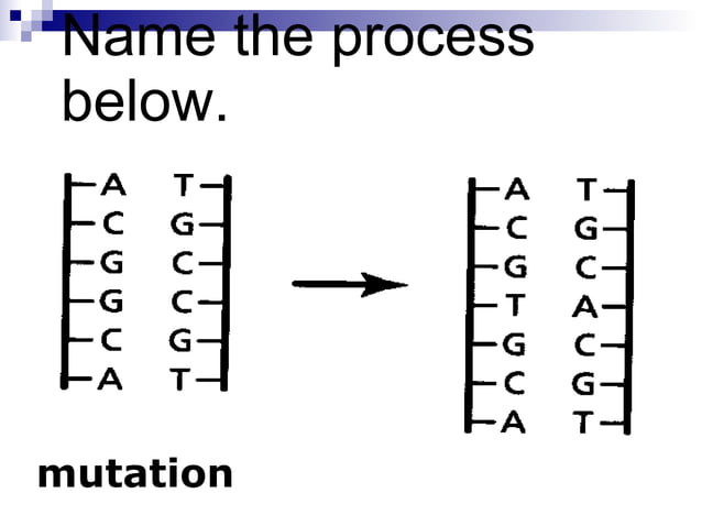 Chapter 12.4 gene regulation & mutation | PPT