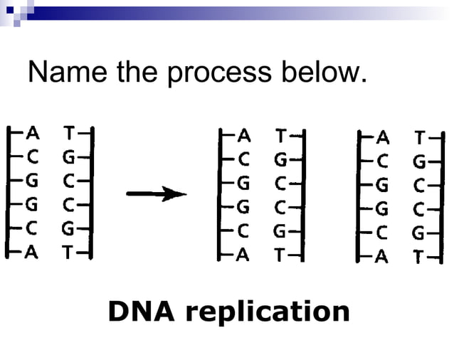 Chapter 12.4 gene regulation & mutation | PPT