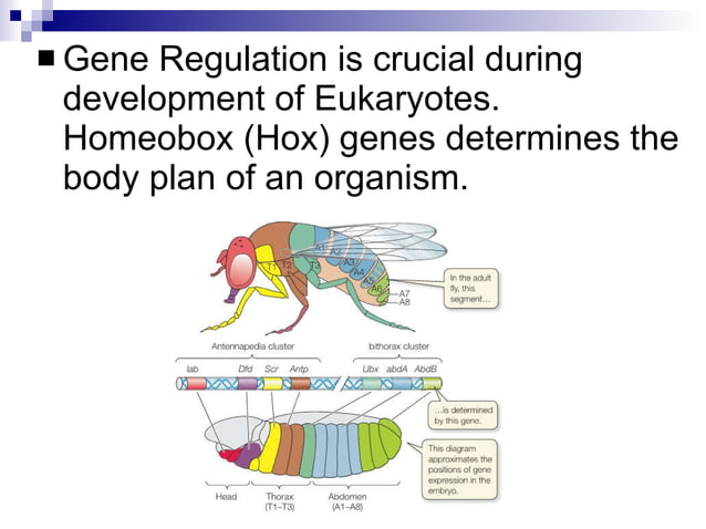 Chapter 12.4 gene regulation & mutation | PPT