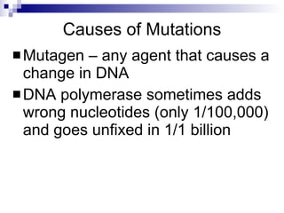 Chapter 12.4 gene regulation & mutation | PPT