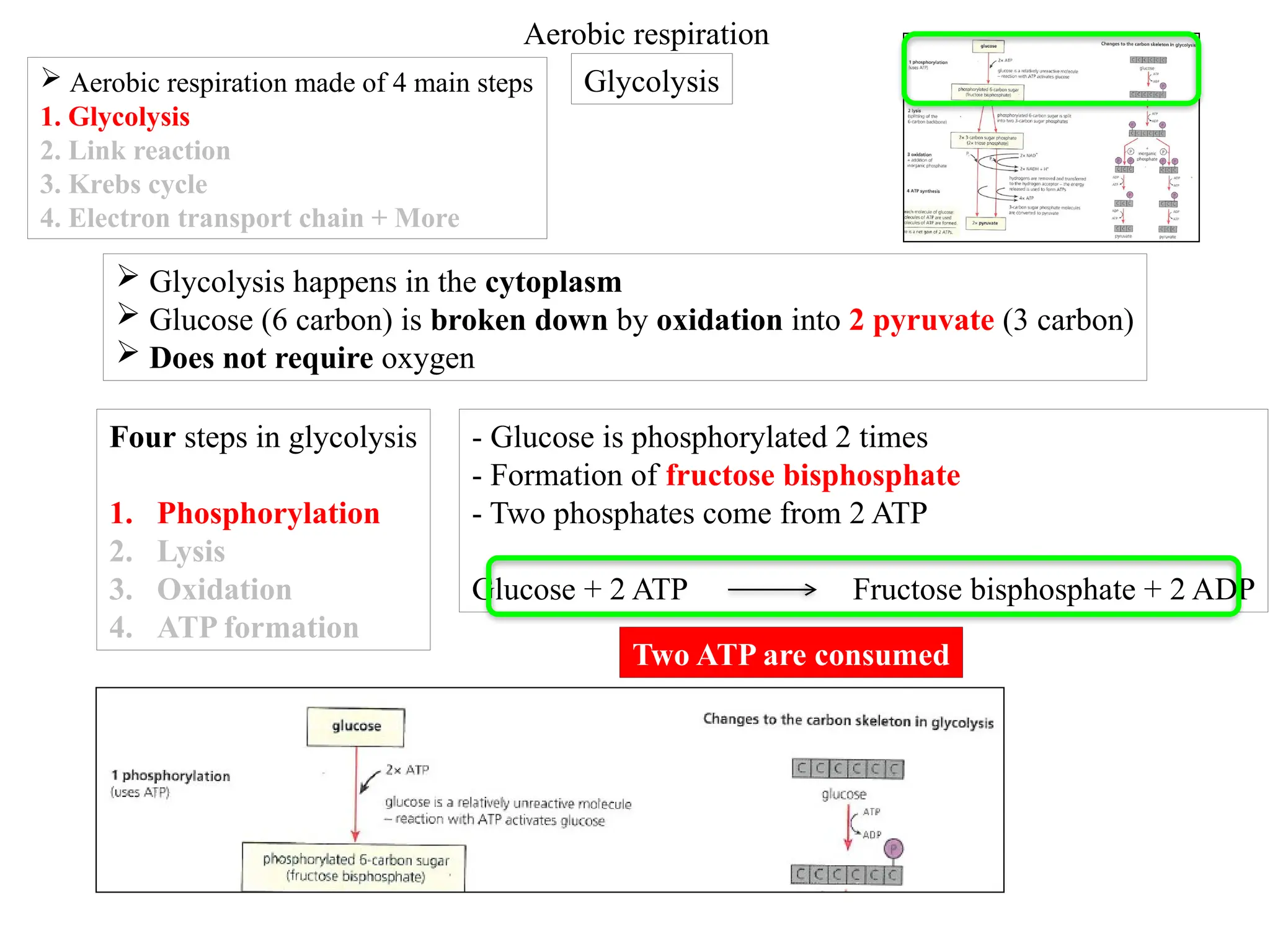 CHAPTER 12- ENERGY AND RESPIRATION .pptx