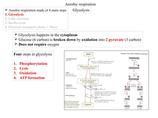 CHAPTER 12- ENERGY AND RESPIRATION .pptx
