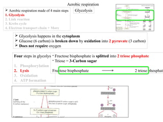 CHAPTER 12- ENERGY AND RESPIRATION .pptx