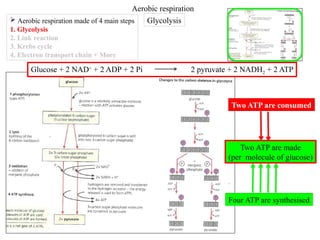 CHAPTER 12- ENERGY AND RESPIRATION .pptx