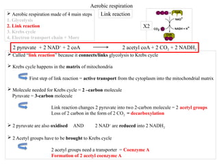 CHAPTER 12- ENERGY AND RESPIRATION .pptx