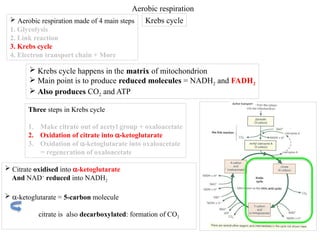 CHAPTER 12- ENERGY AND RESPIRATION .pptx