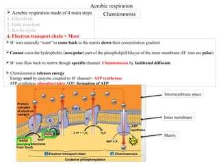 CHAPTER 12- ENERGY AND RESPIRATION .pptx