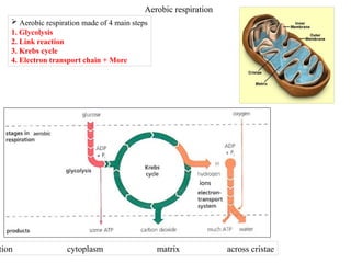 CHAPTER 12- ENERGY AND RESPIRATION .pptx