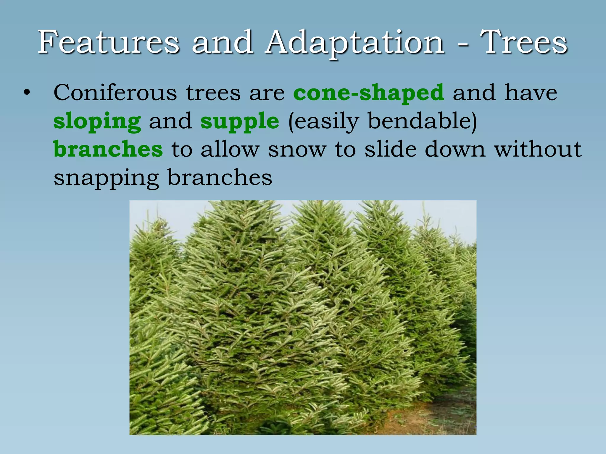 Chapter 12 Natural Vegetation | PDF