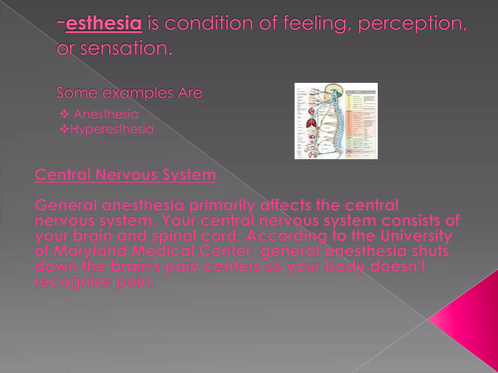 Chapter 12 nervous system | PPTX