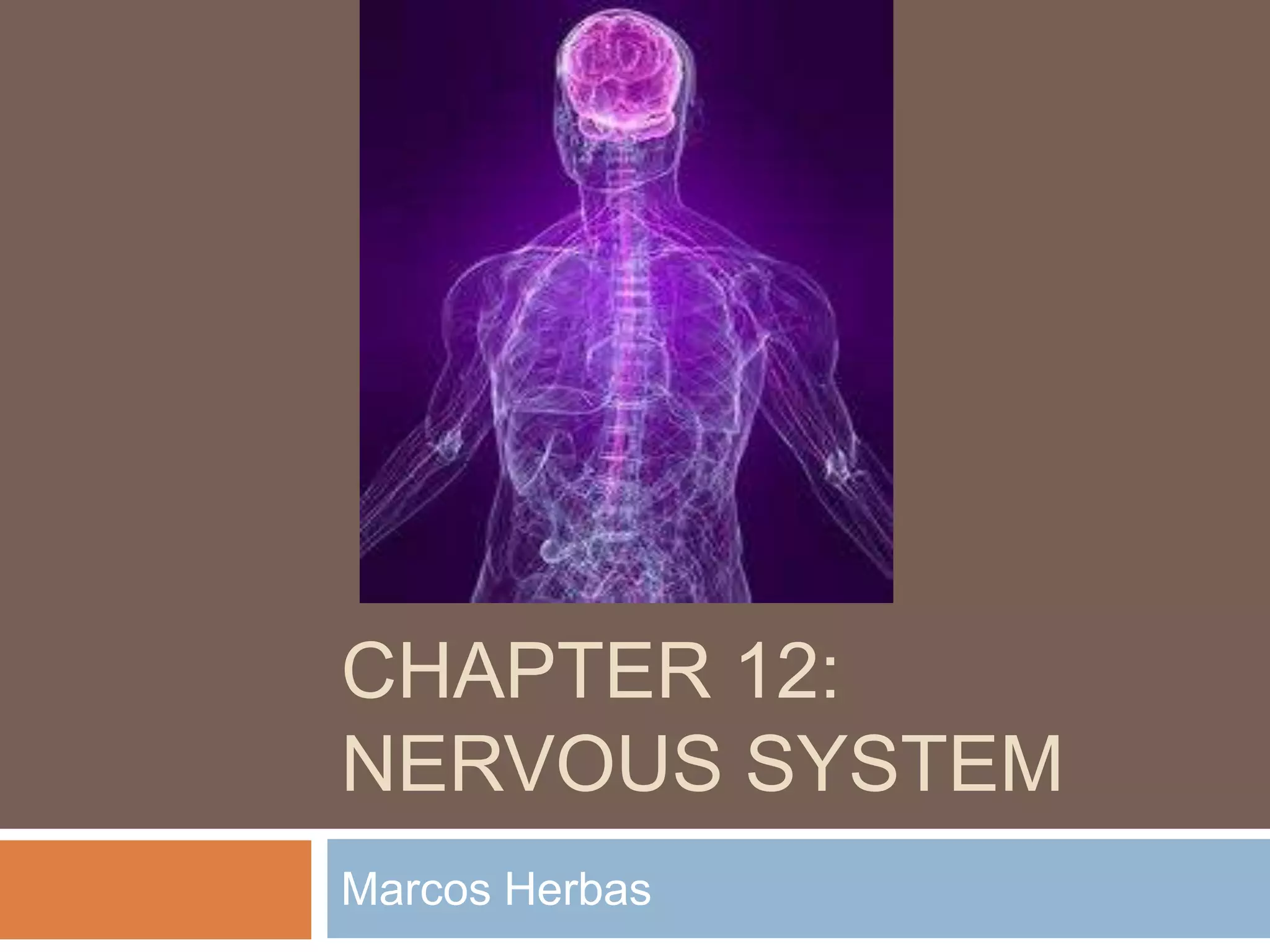 Chapter 12 nervous system | PPTX | Death, Injury, or Military Conflict ...