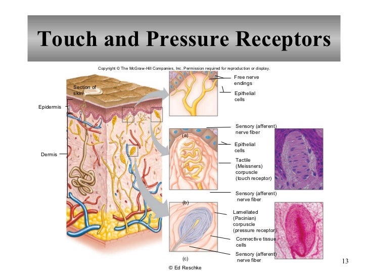 Pressure Receptors In Skin