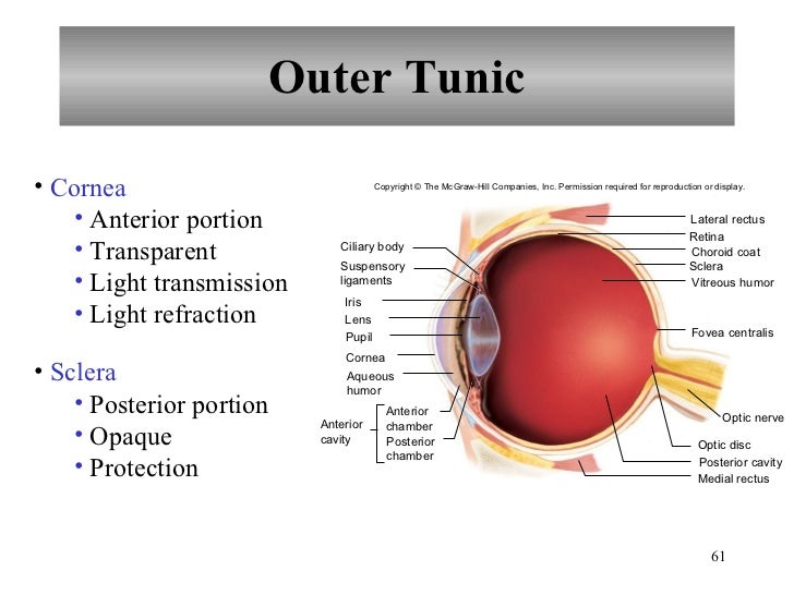 Chapter 12 Nervous System III - Senses