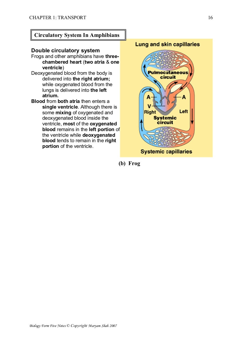 Bbc Bitesize National 5 Biology Transport Systems