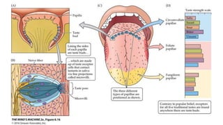 独中高中生物 Chapter 12 Part 3 | PPTX
