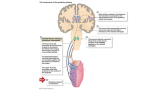 独中高中生物 Chapter 12 Part 3 | PPTX