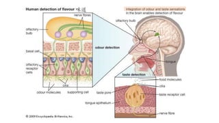 独中高中生物 Chapter 12 Part 3 | PPTX