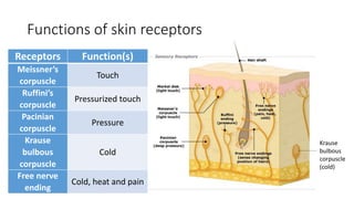 独中高中生物 Chapter 12 Part 3 | PPTX