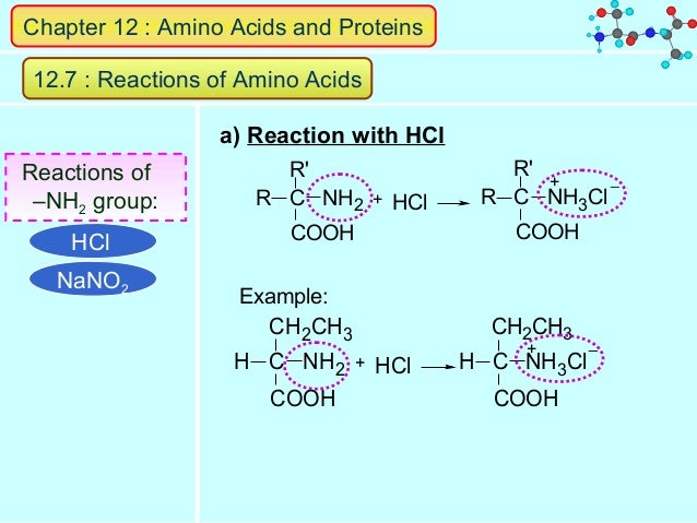 Chapter 12 amino acids and proteins