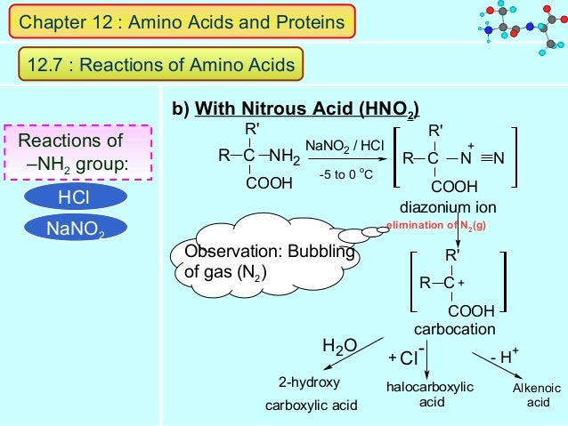 Chapter 12 amino acids and proteins