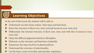 X std Chapter 12b - Plant Physiology | PPT | Free Download