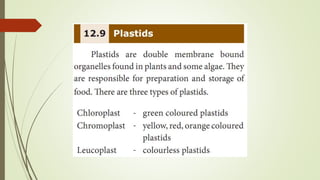 X std Chapter 12b - Plant Physiology | PPT