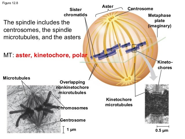 Chapter 12: Cell Cycle