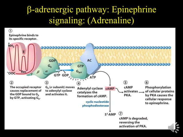 Chapter 12 Cell Signaling Part 2a | PPT