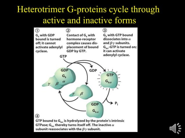 Chapter 12 Cell Signaling Part 2a | PPT
