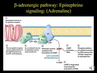 Chapter 12 Cell Signaling Part 2a | PPT