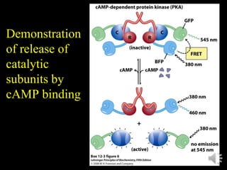 Chapter 12 Cell Signaling Part 2a | PPT