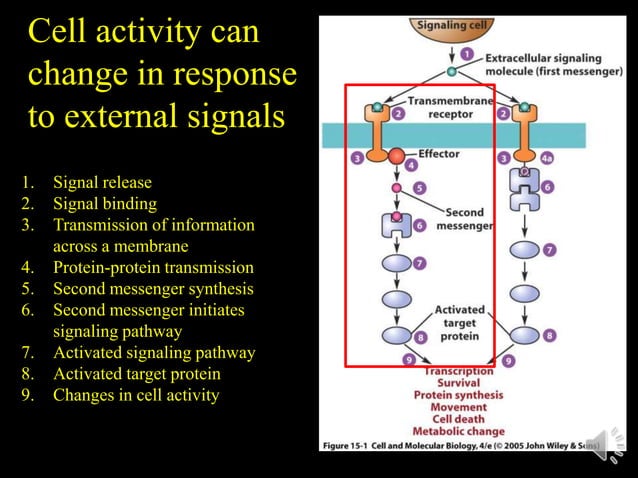 Chapter 12 Cell Signaling Part 2a | PPT