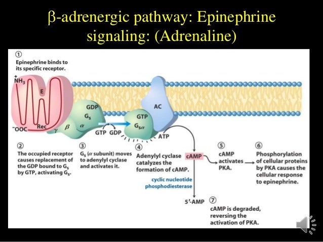 Chapter 12 Cell Signaling Part 2a