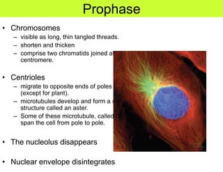 MITOSIS | PPTX