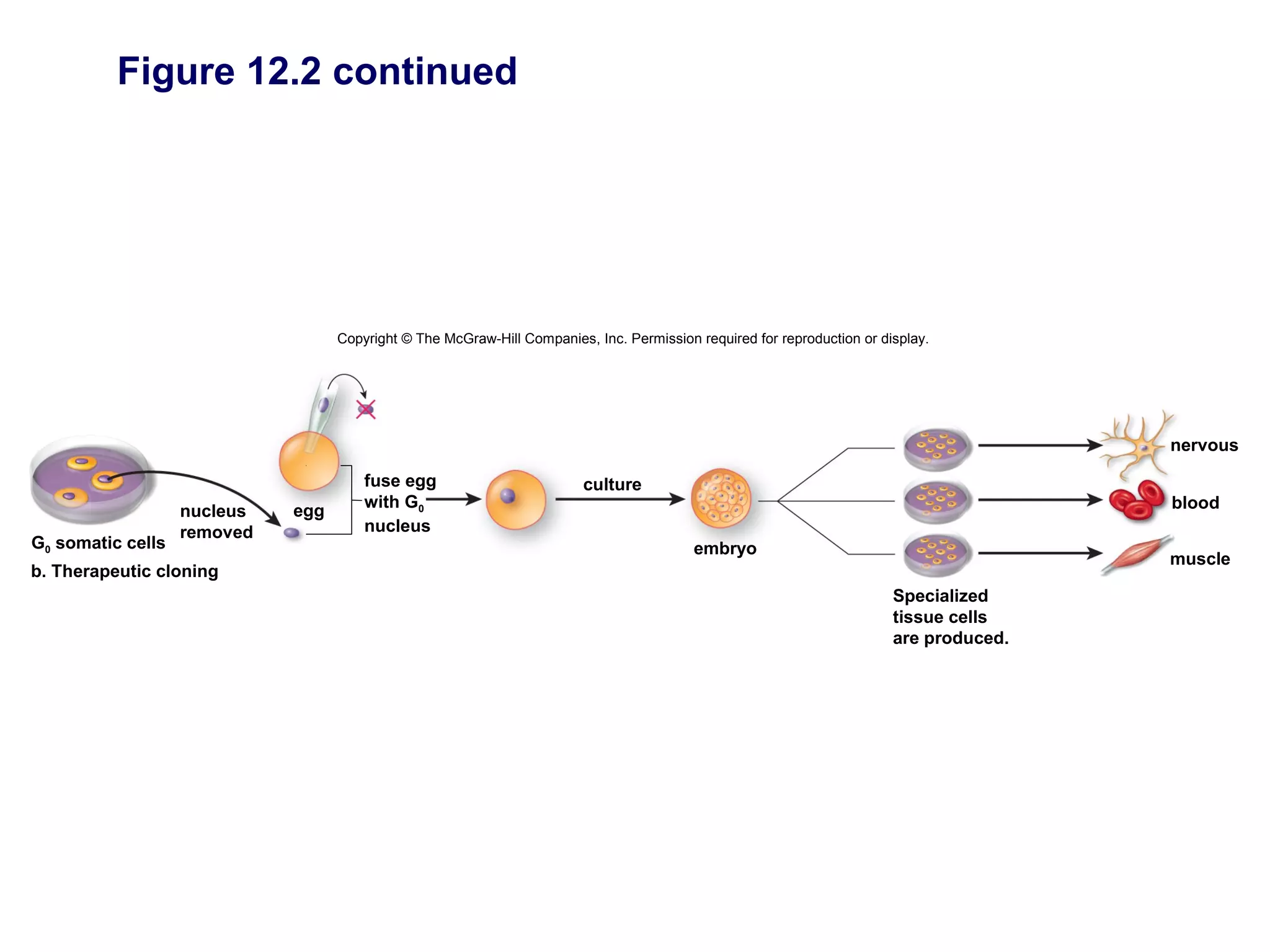 Chapter 12 gene regulation and cancer | PPT