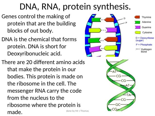 chapter 12 heredity and Variation.ppt ENJOY | PPT